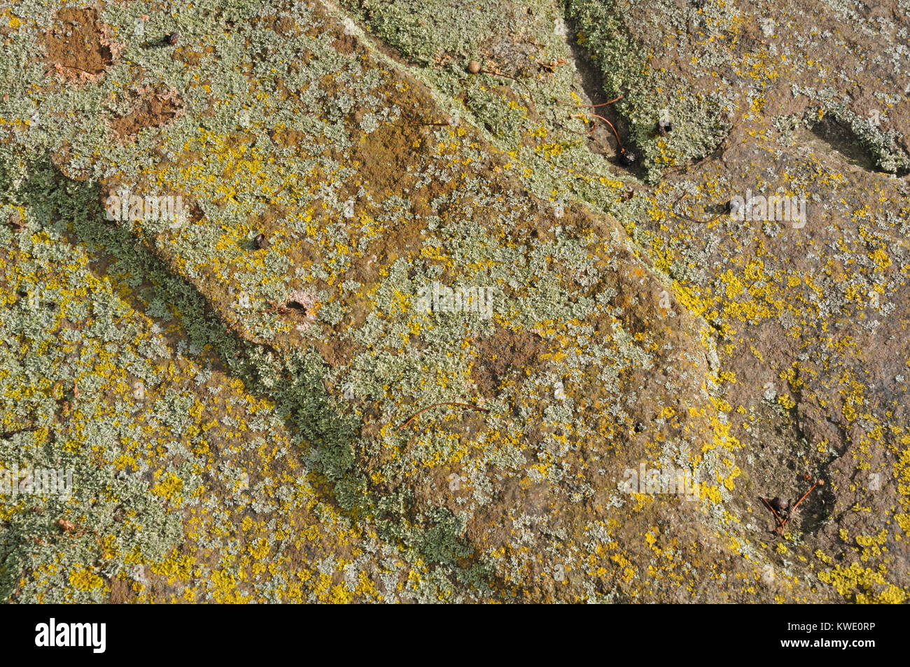 lichens growing on a rock Stock Photo - Alamy