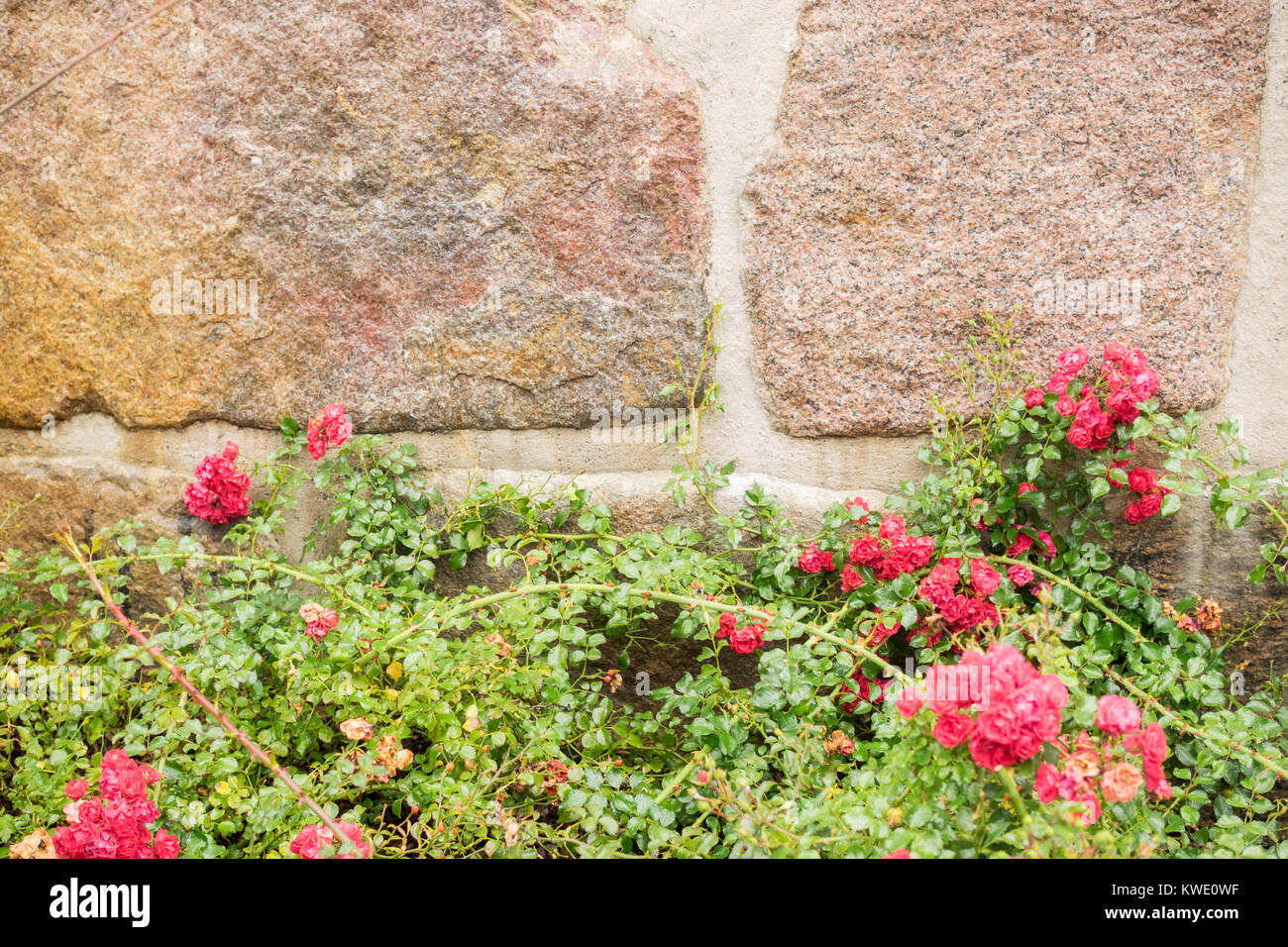Wall of stone with flowers Stock Photo - Alamy