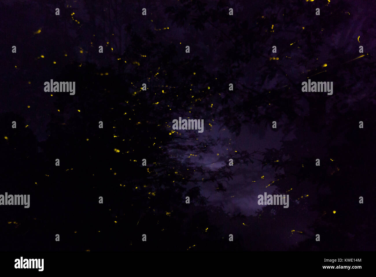 The Fireflies (Lampyridae) lighting up the trees just before the ...