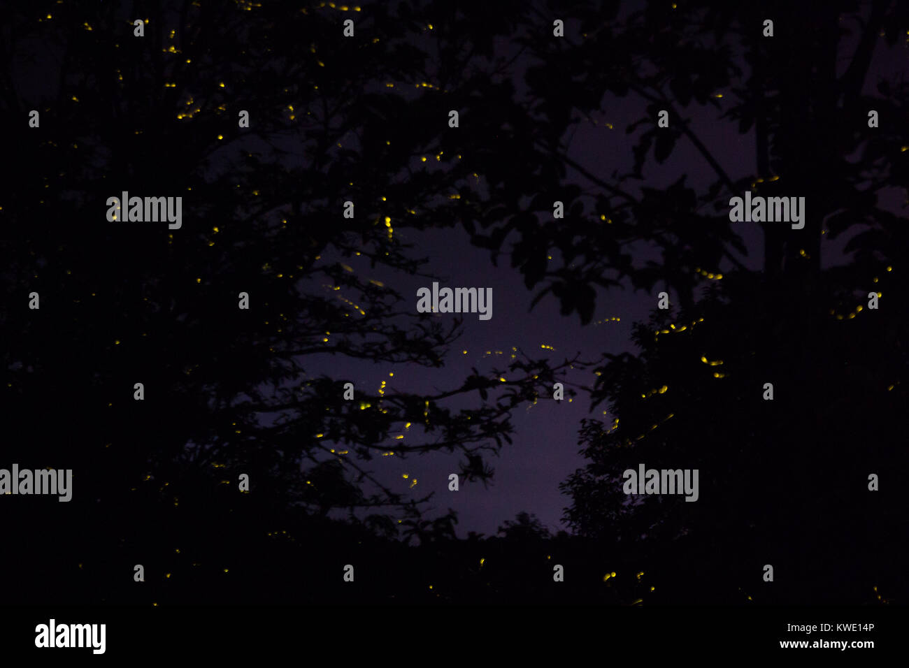The Fireflies (Lampyridae) lighting up the trees just before the ...