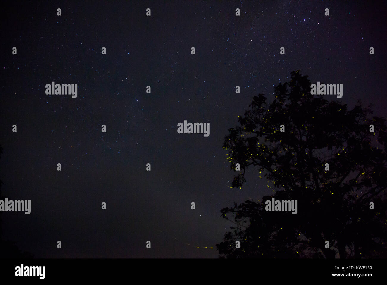 The Fireflies (Lampyridae) lighting up the trees just before the ...