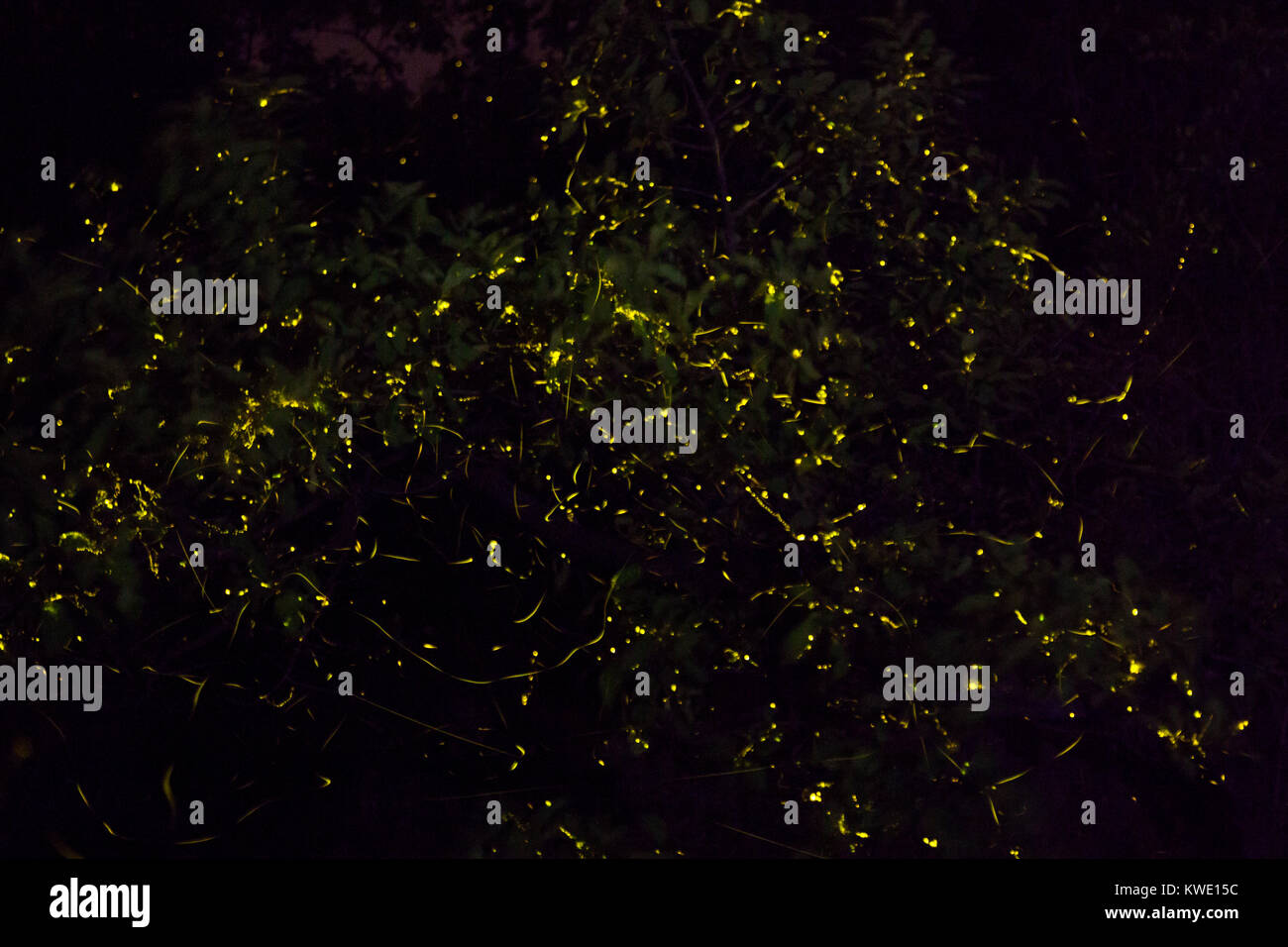 The Fireflies (Lampyridae) lighting up the trees just before the ...
