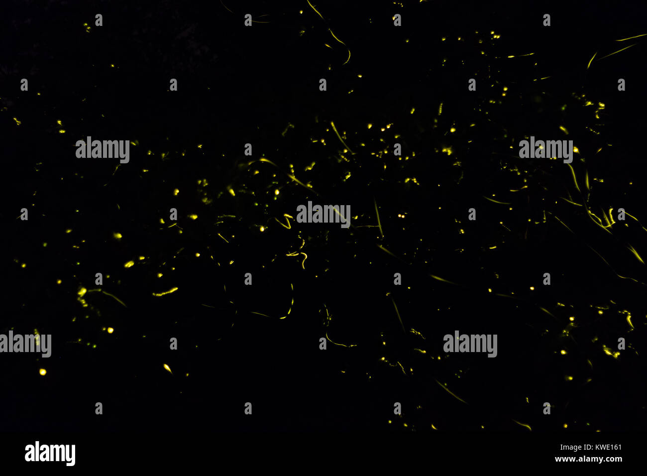 The Fireflies (Lampyridae) lighting up the trees just before the ...