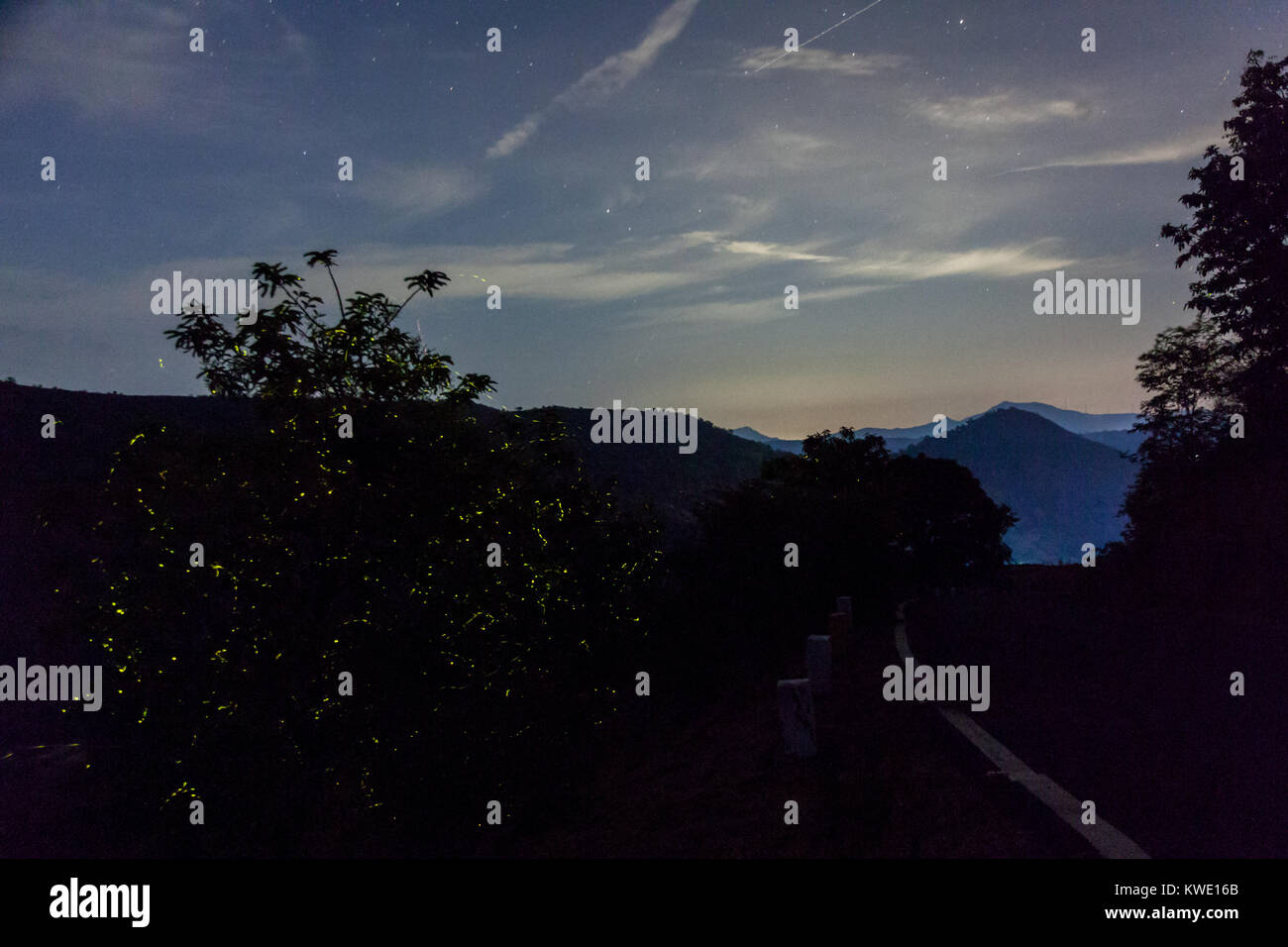 The Fireflies (Lampyridae) lighting up the trees just before the ...