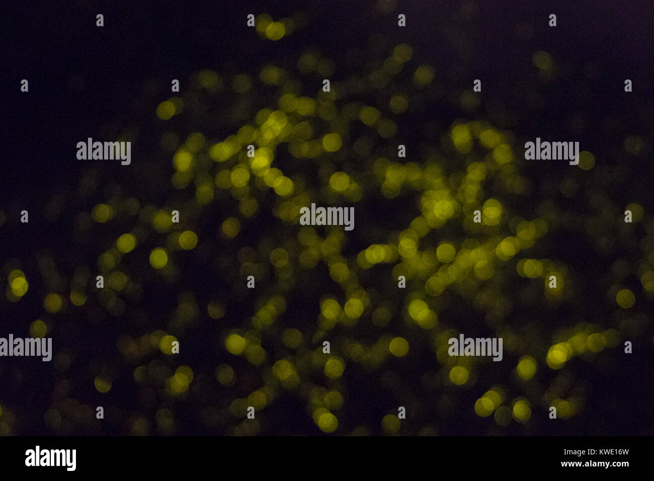 The Fireflies (Lampyridae) lighting up the trees just before the ...