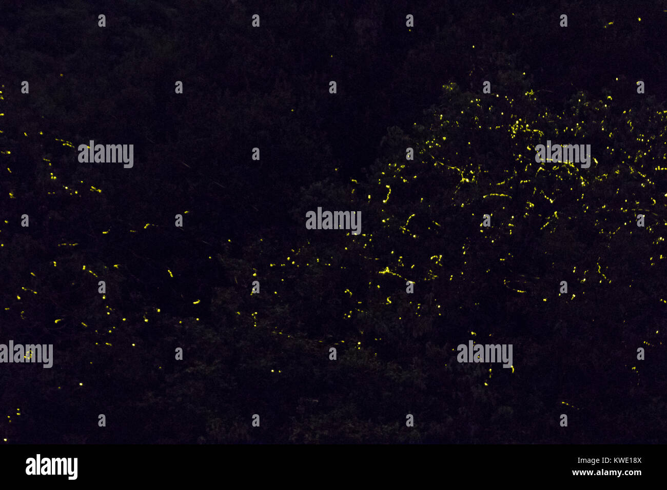 The Fireflies (Lampyridae) lighting up the trees just before the ...