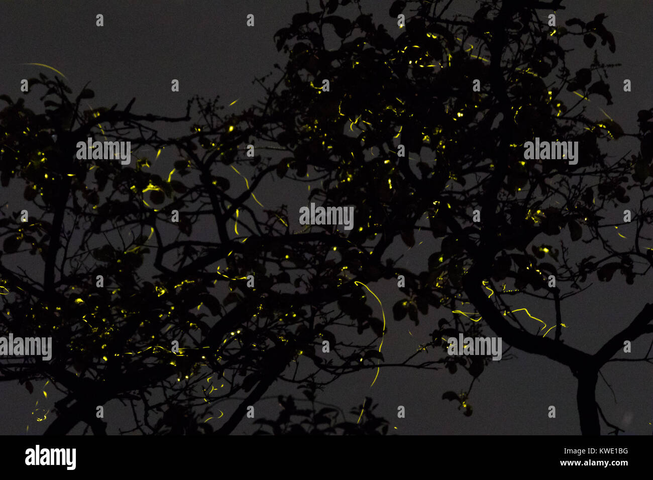 The Fireflies (Lampyridae) lighting up the trees just before the ...