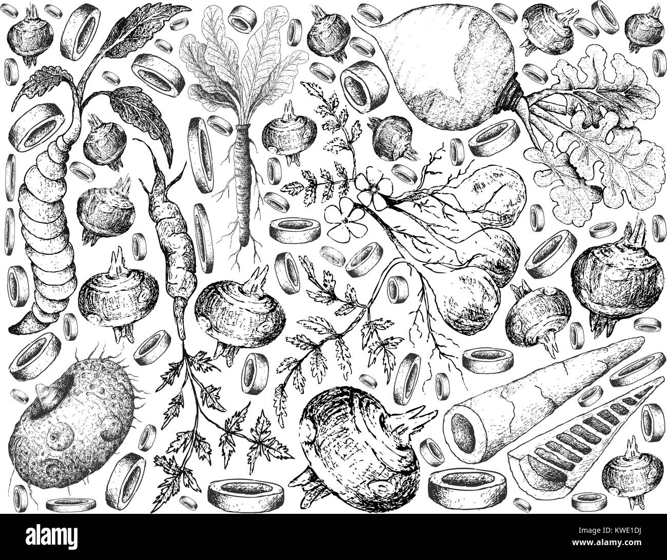 Root and Tuberous Vegetables, Hand Drawn Sketch Background of Arracacha ...