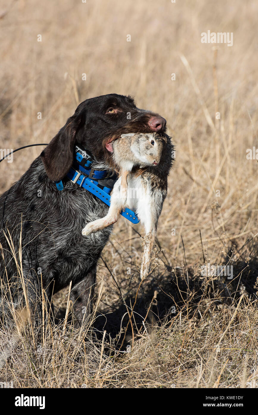 A Hunting dog with a Cottontail Rabbit Stock Photo - Alamy