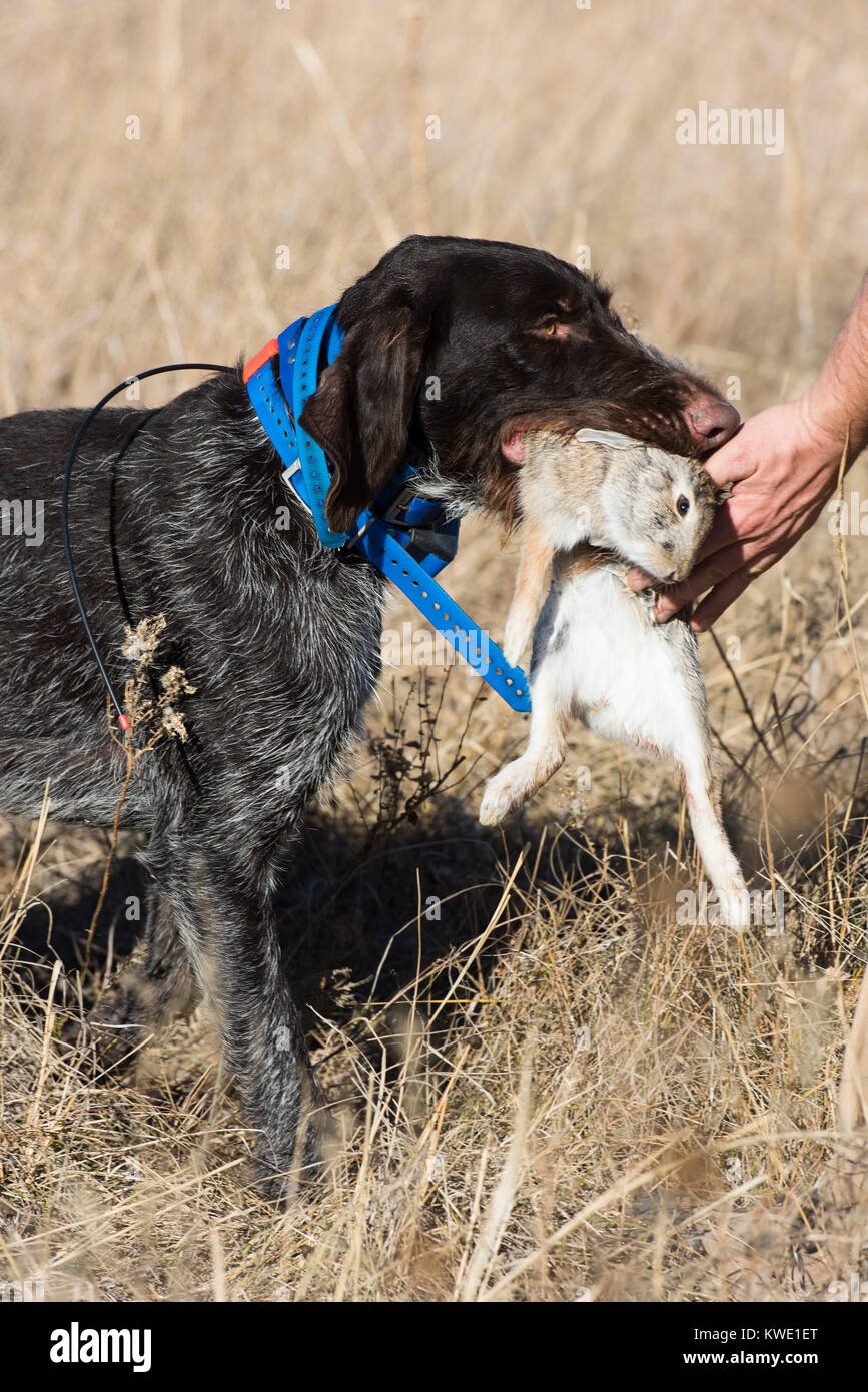 A Hunting dog with a Cottontail Rabbit Stock Photo - Alamy