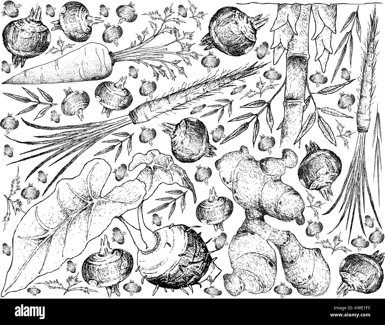 Root and Tuberous Vegetables, Illustration Background of Hand Drawn ...