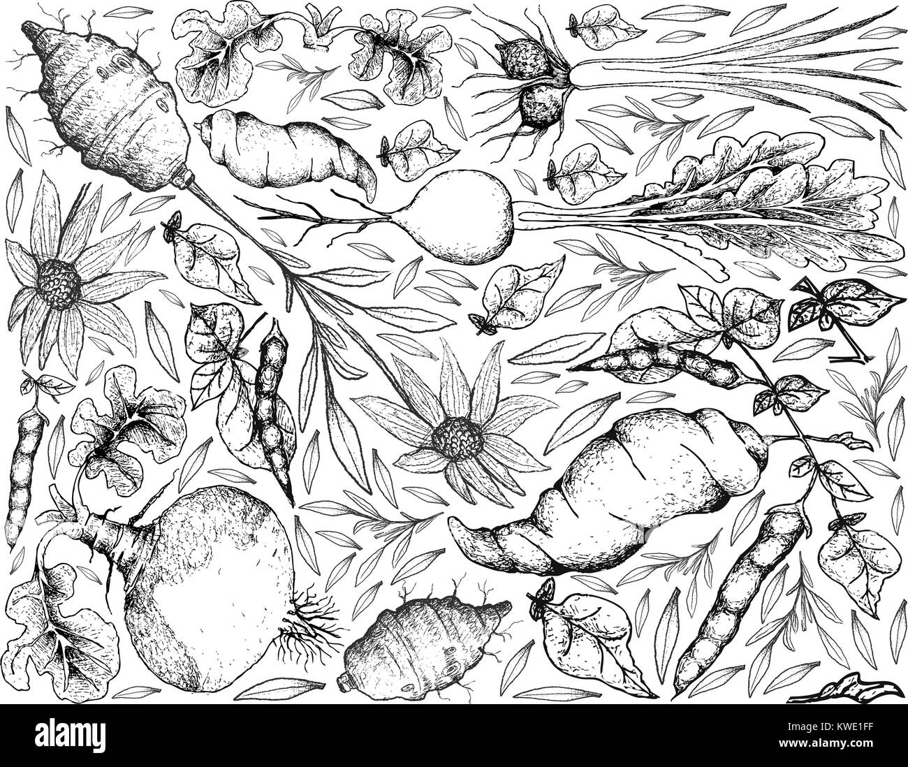Root and Tuberous Vegetables, Illustration Background of Hand Drawn ...