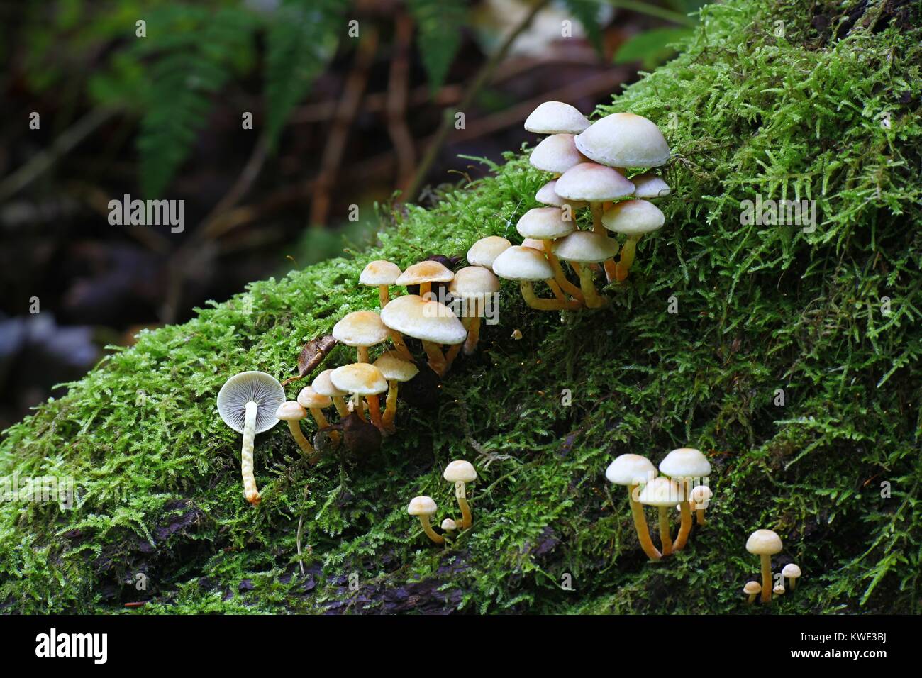 Hypholoma fasciculare, commonly known as the sulphur tuft, sulfur tuft ...