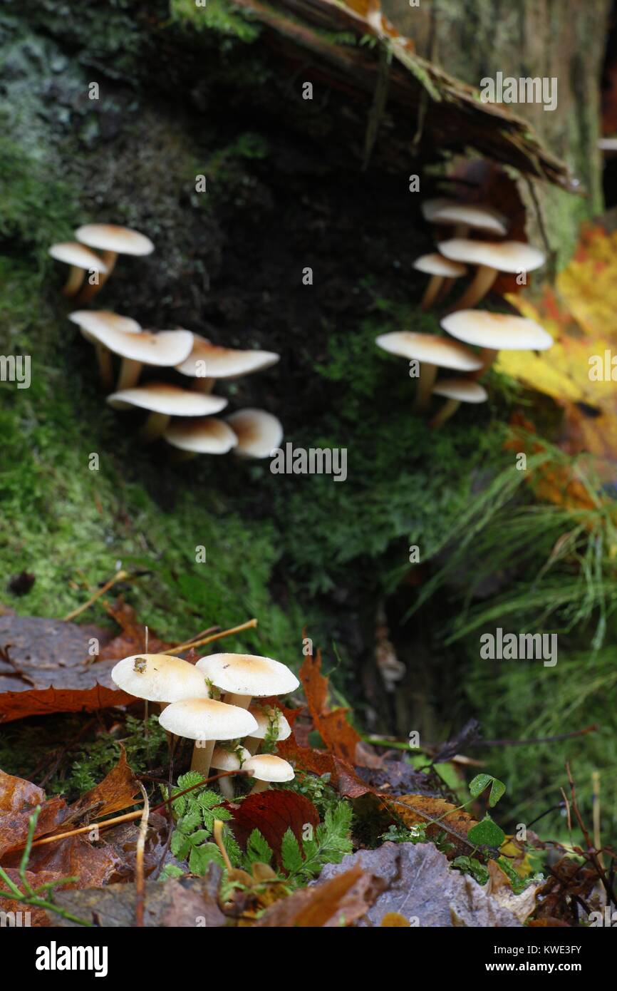 Conifer tuft mushroom, Hypholoma capnoides, wild edible mushroom from ...
