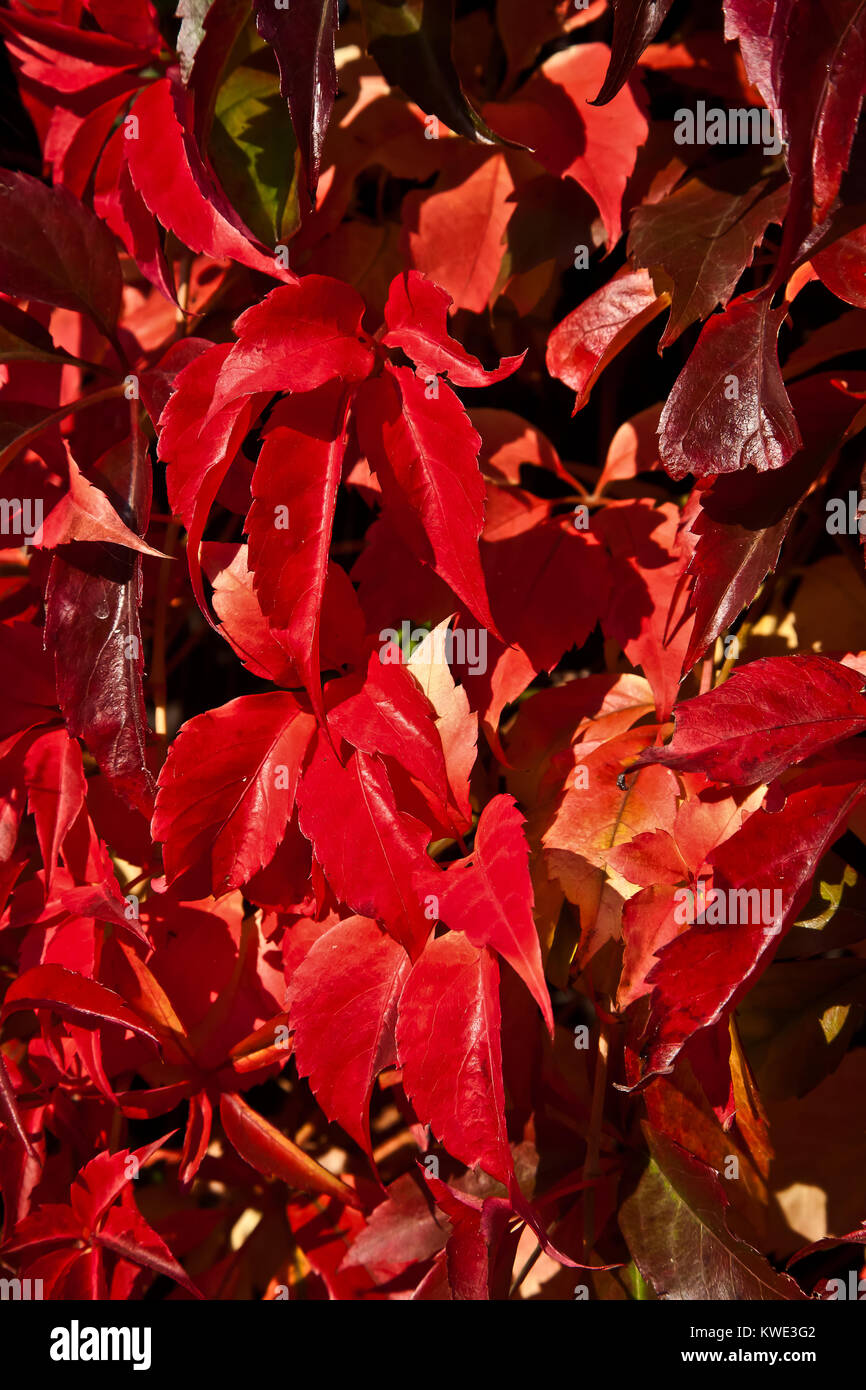 Red vine leaves hi-res stock photography and images - Alamy