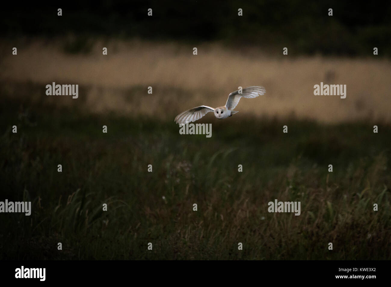 Barn owl wings spread hi-res stock photography and images - Alamy