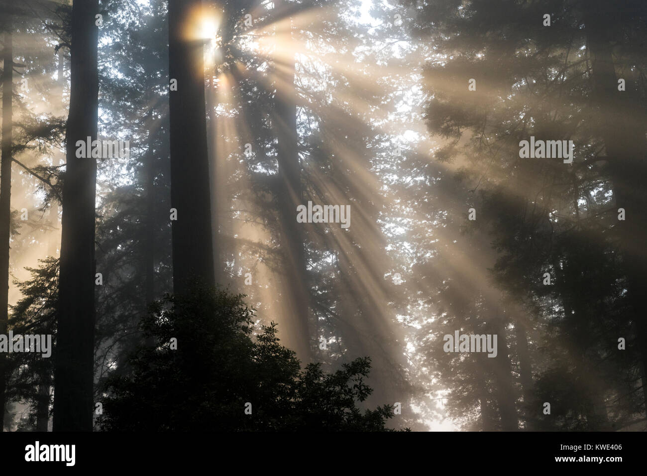 Low angle view of sunlight falling through trees in forest during foggy ...