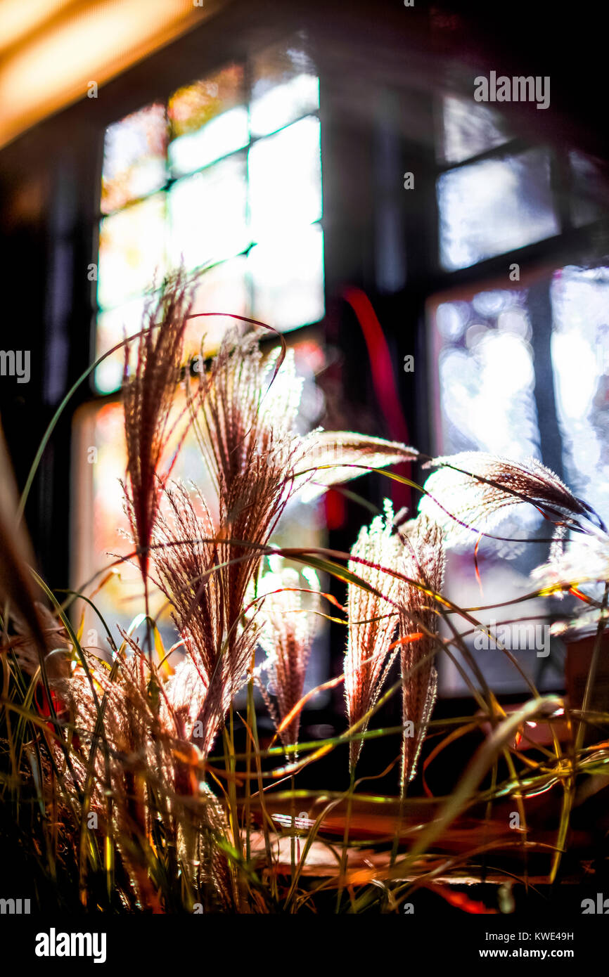 Soft plants hi-res stock photography and images - Alamy