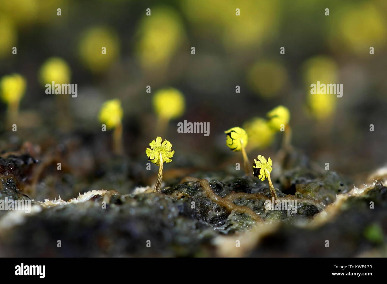 Golden slime mold hi-res stock photography and images - Alamy