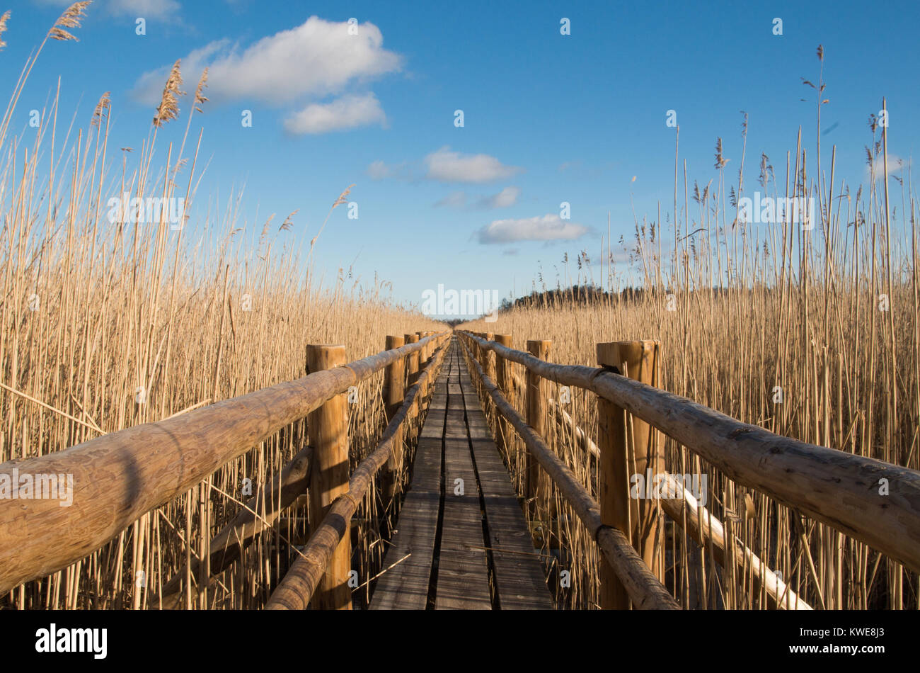 A straight view of a wooden bridge going through dry reeds on lake ...