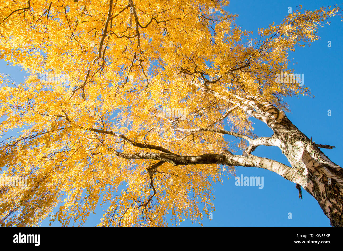 An upwards view of birch trees in full yellow autumn colour with blue ...