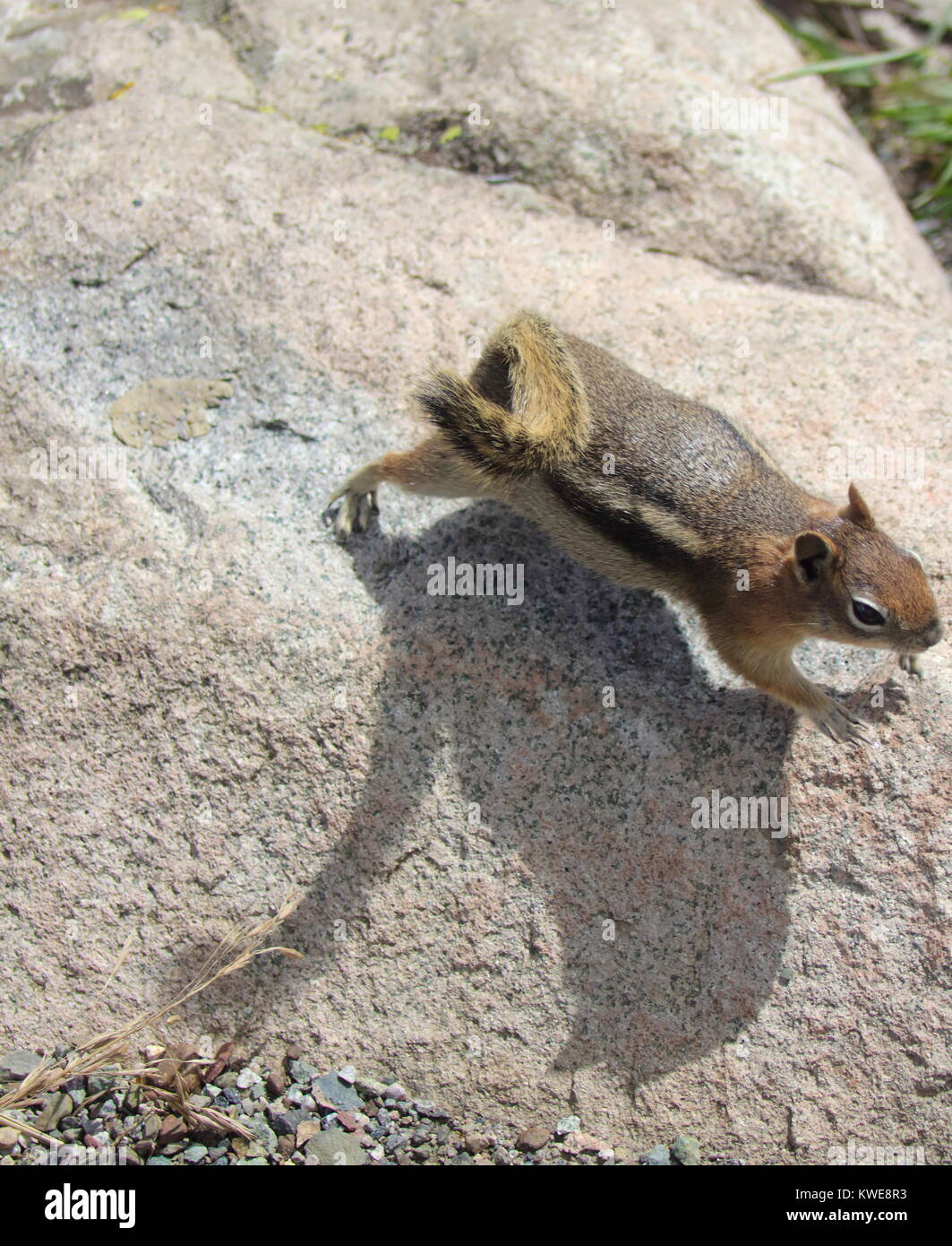 Fattest Chipmunk In The World