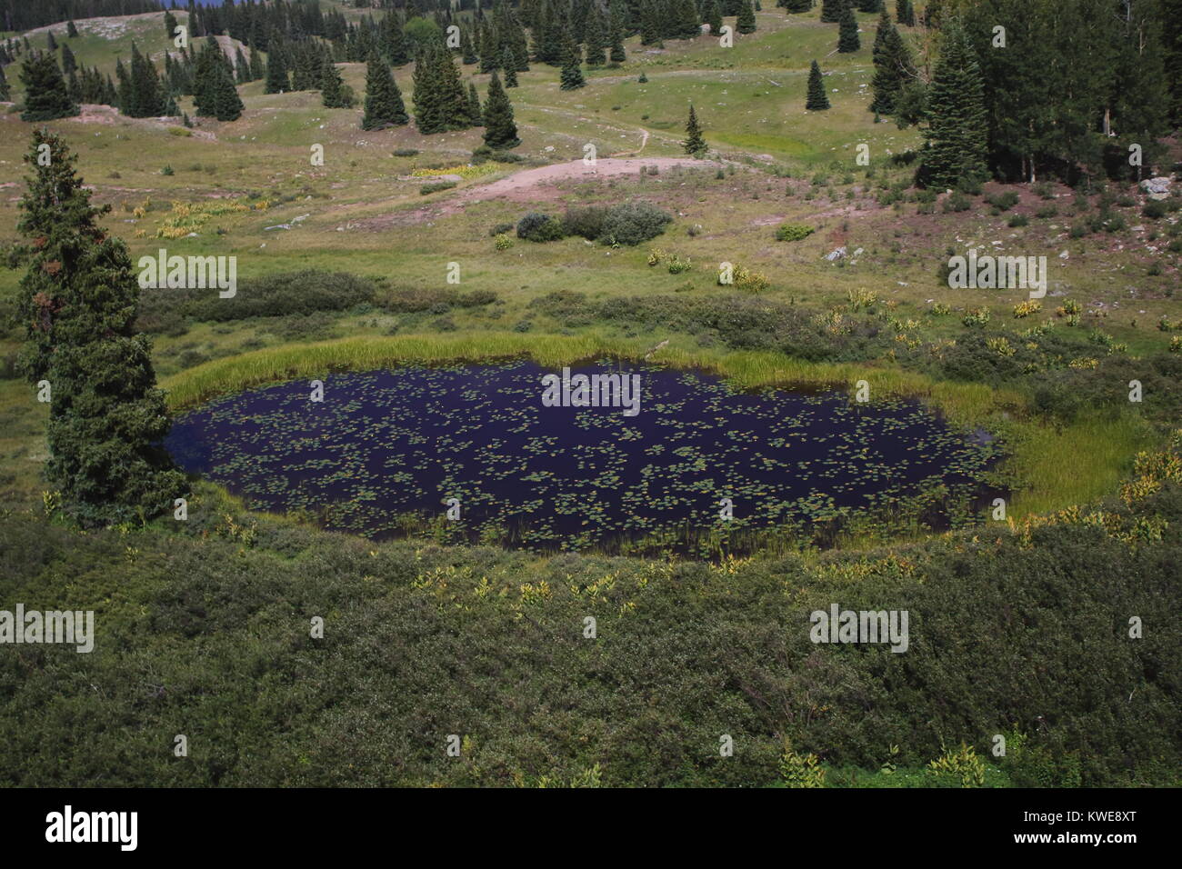 a big pond with lily pads in san juan national forest colorado usa on a ...