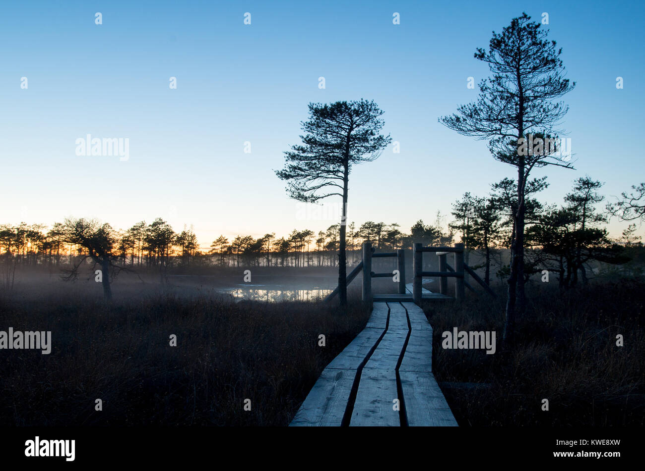 A scene in Kemeri swamp after sunset with little ponds of water, wooden ...