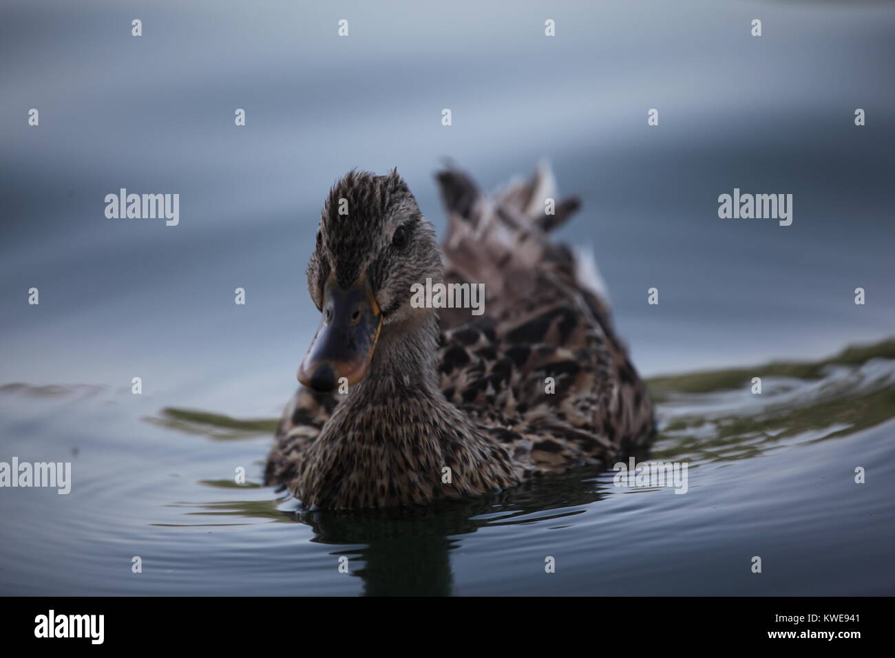 Duck going to home Stock Photo - Alamy
