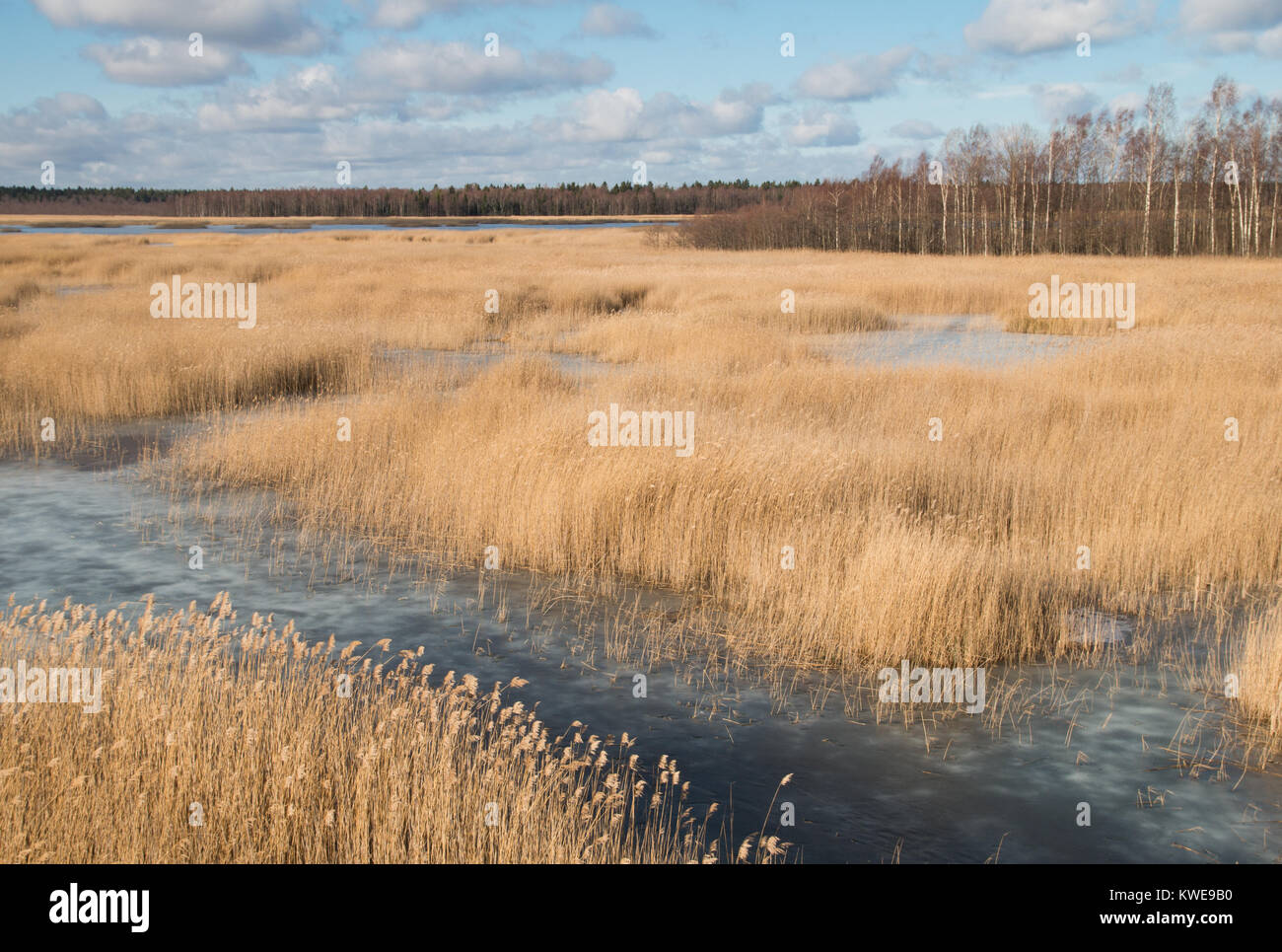 Shallow Water Wetlands