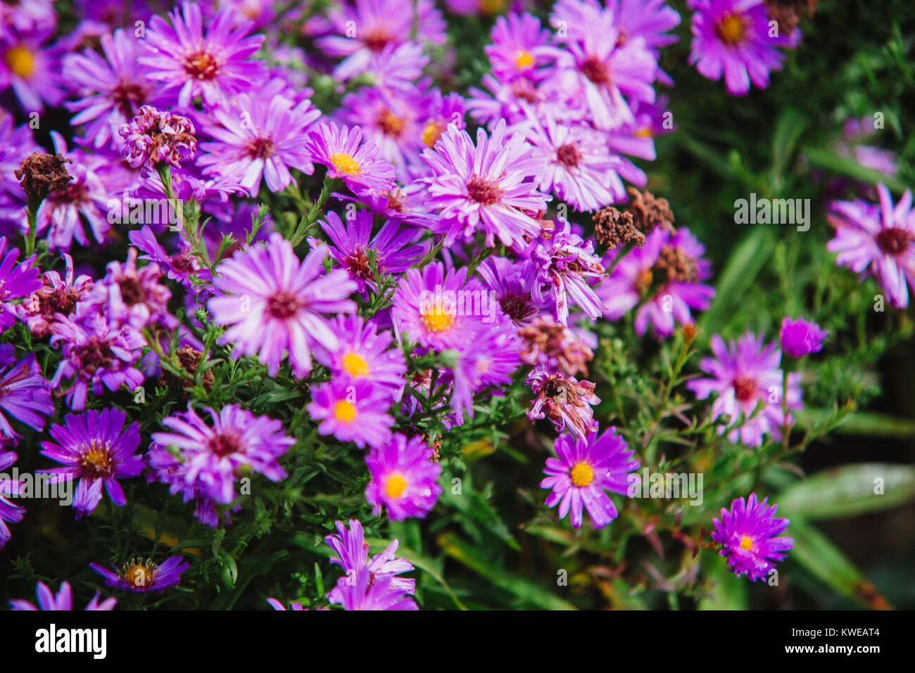 close up on purple flowers of aster Stock Photo - Alamy