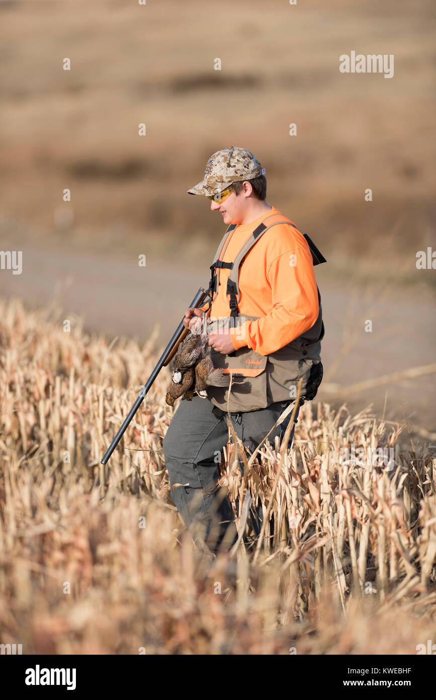 A young Quail hunter in Kansas on a late Autumn day with Bobwhite Quail ...