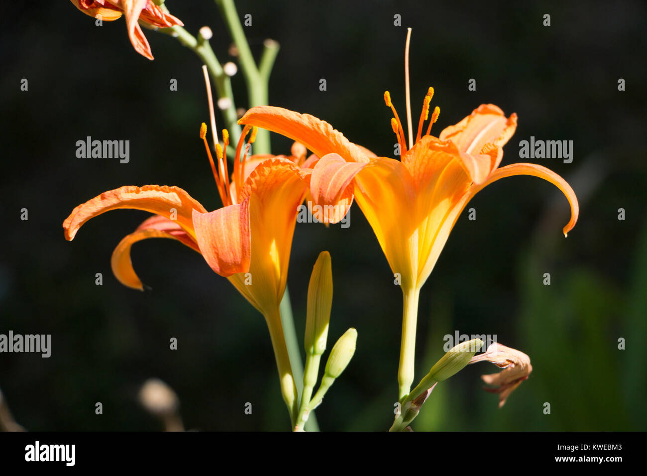 Kaveri oriental asiatic lily hi-res stock photography and images - Alamy