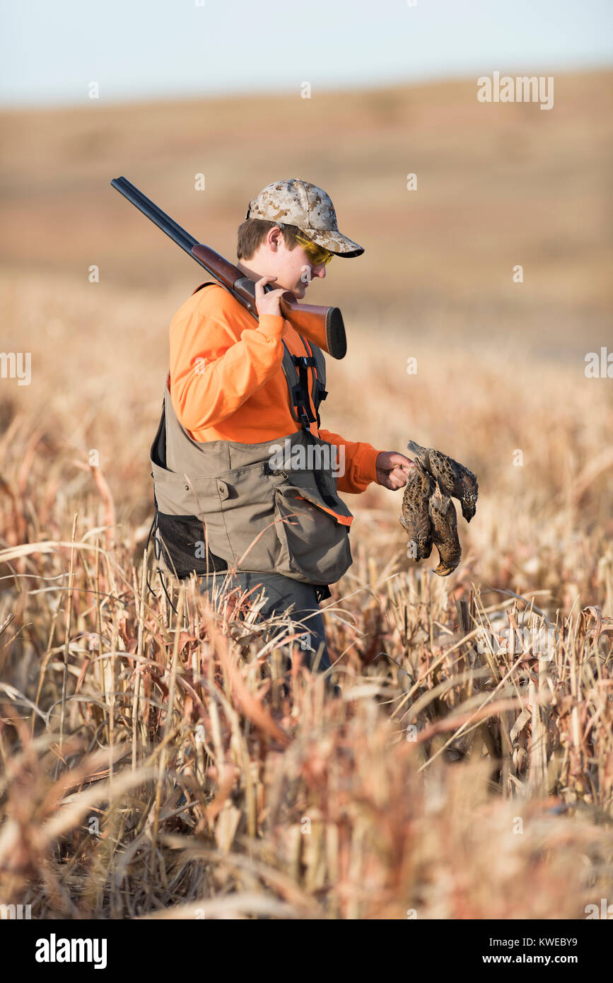 A young Quail hunter in Kansas on a late Autumn day with Bobwhite Quail ...