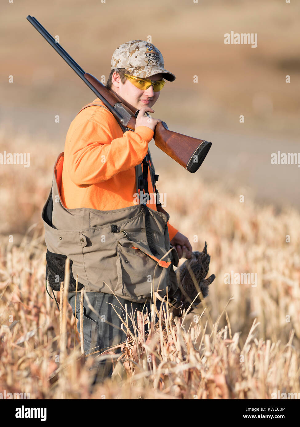A young Quail hunter in Kansas on a late Autumn day with Bobwhite Quail ...