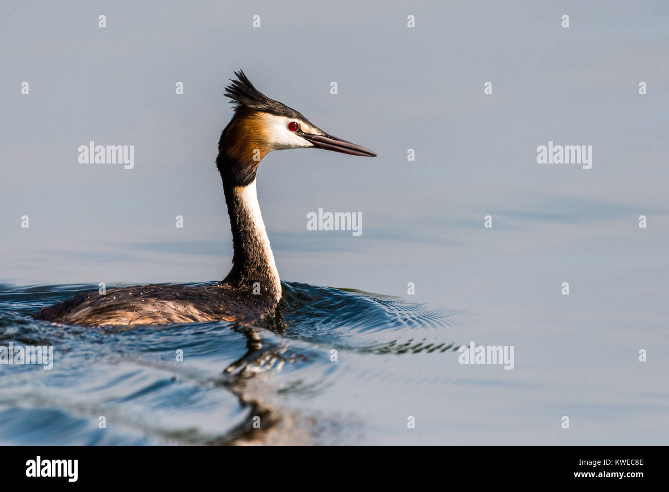 A great crested grebe (podiceps cristatus) is swimming on the water ...