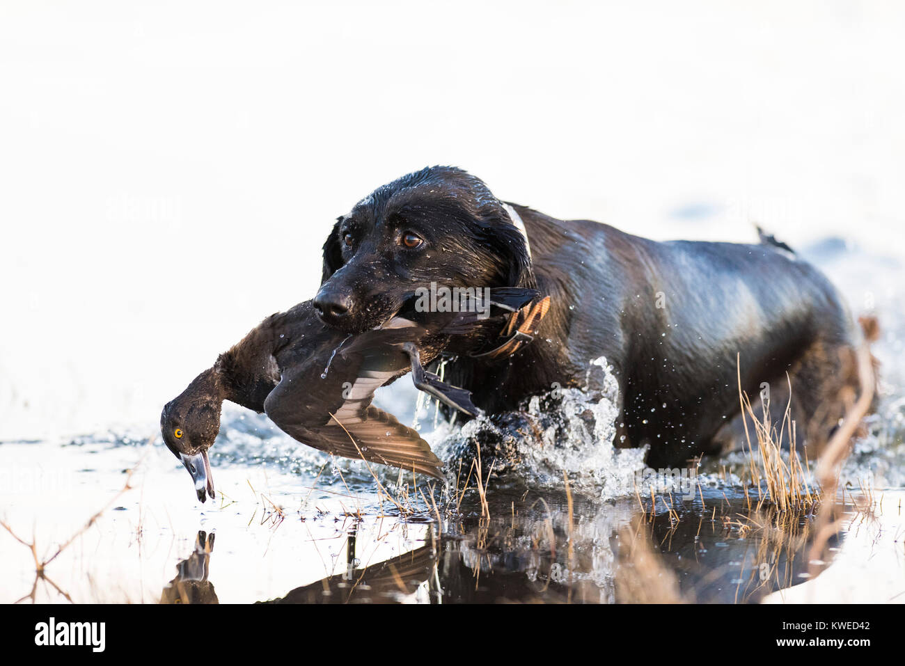 A Black Lab with a duck in the water Stock Photo - Alamy