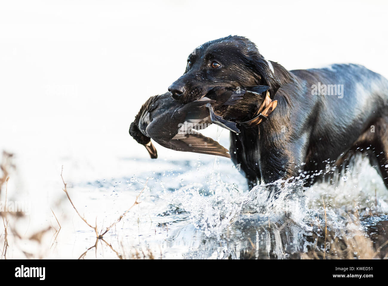 Black lab with duck hi-res stock photography and images - Alamy