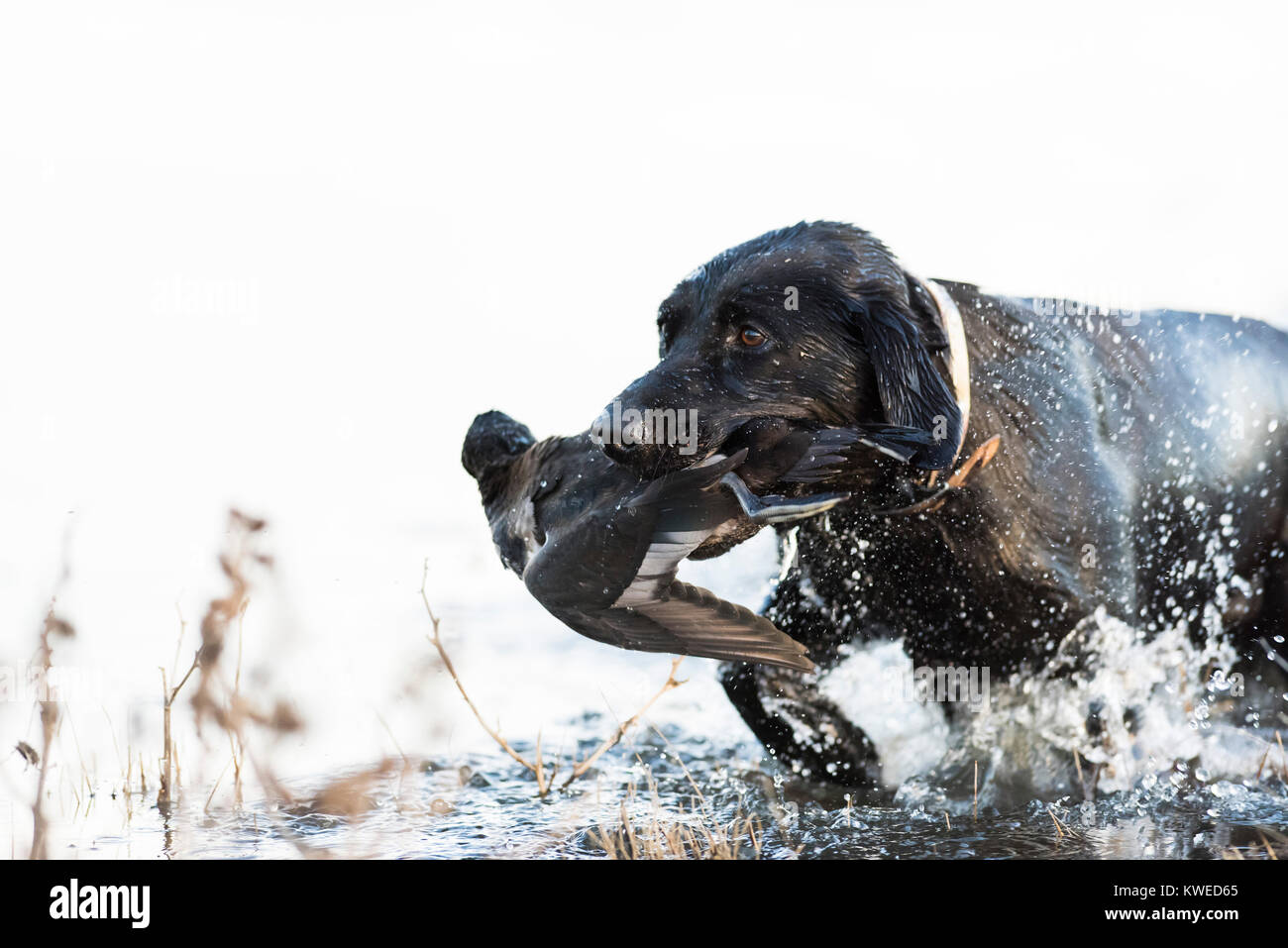 Black lab with duck hi-res stock photography and images - Alamy