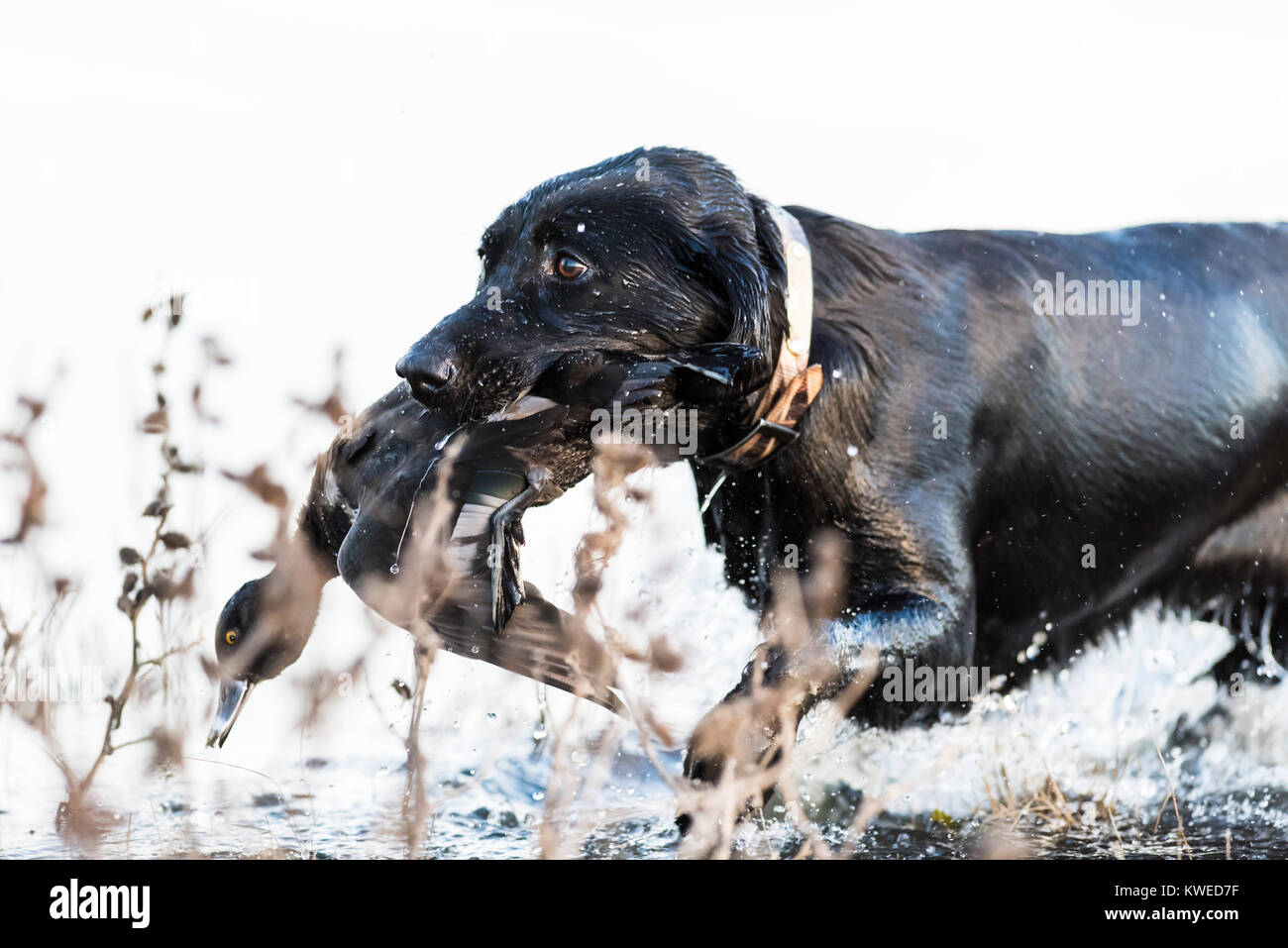 Black lab with duck hi-res stock photography and images - Alamy