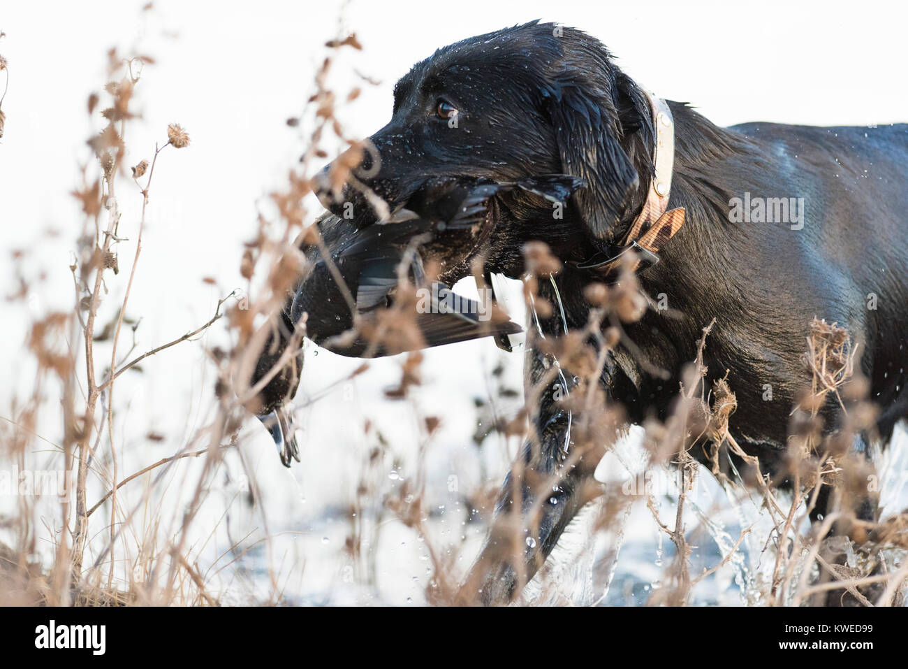 Black lab with duck hi-res stock photography and images - Alamy