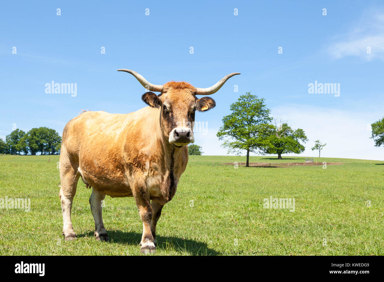 Aubrac cattle hi-res stock photography and images - Alamy