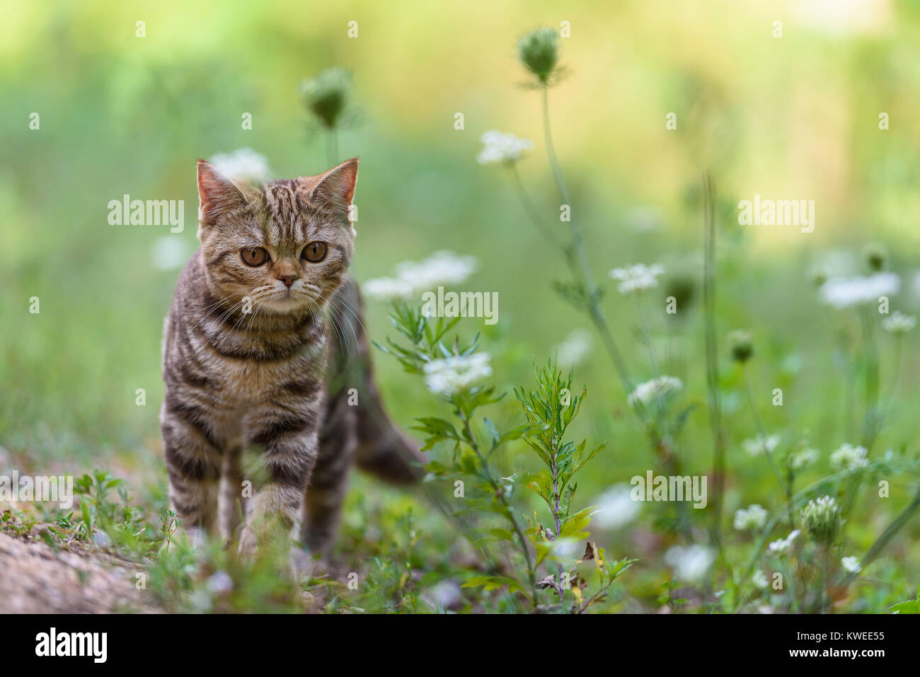 Scottish straight cat hi-res stock photography and images - Alamy