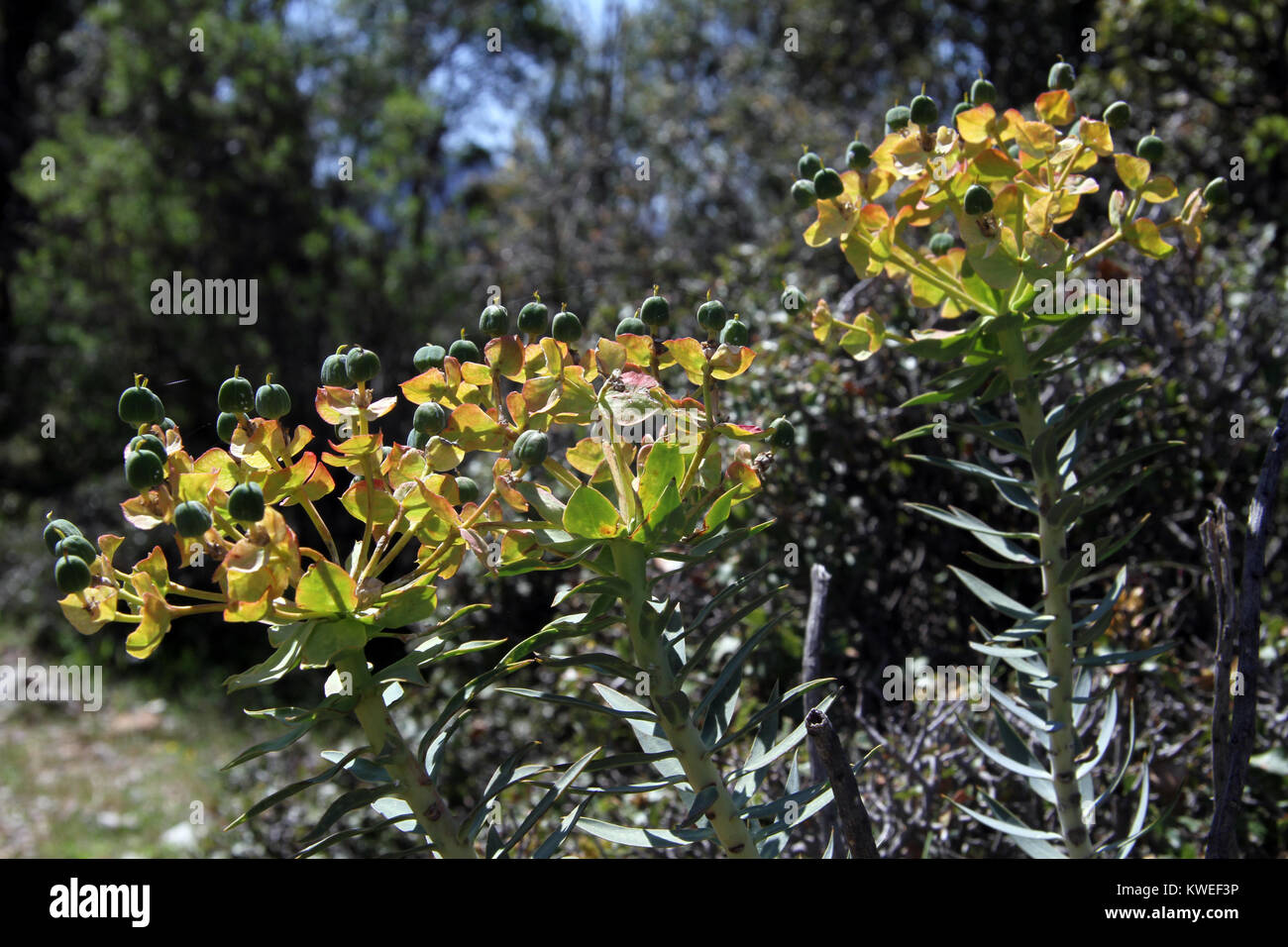 Green weed on the field near forest in Turkey Stock Photo - Alamy