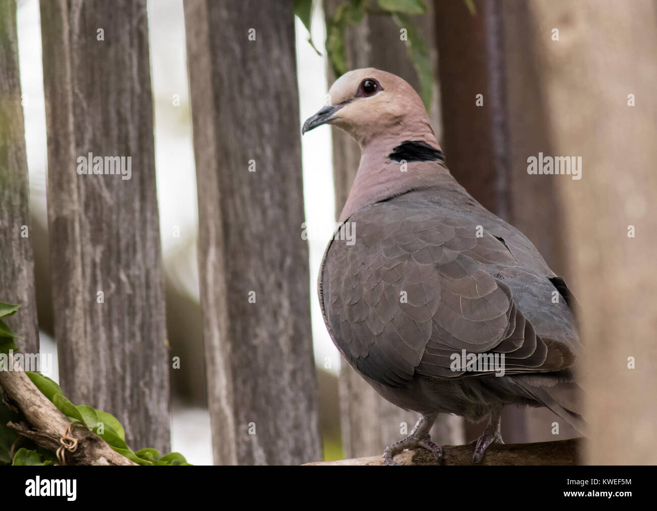 Red eyed dove hi-res stock photography and images - Alamy