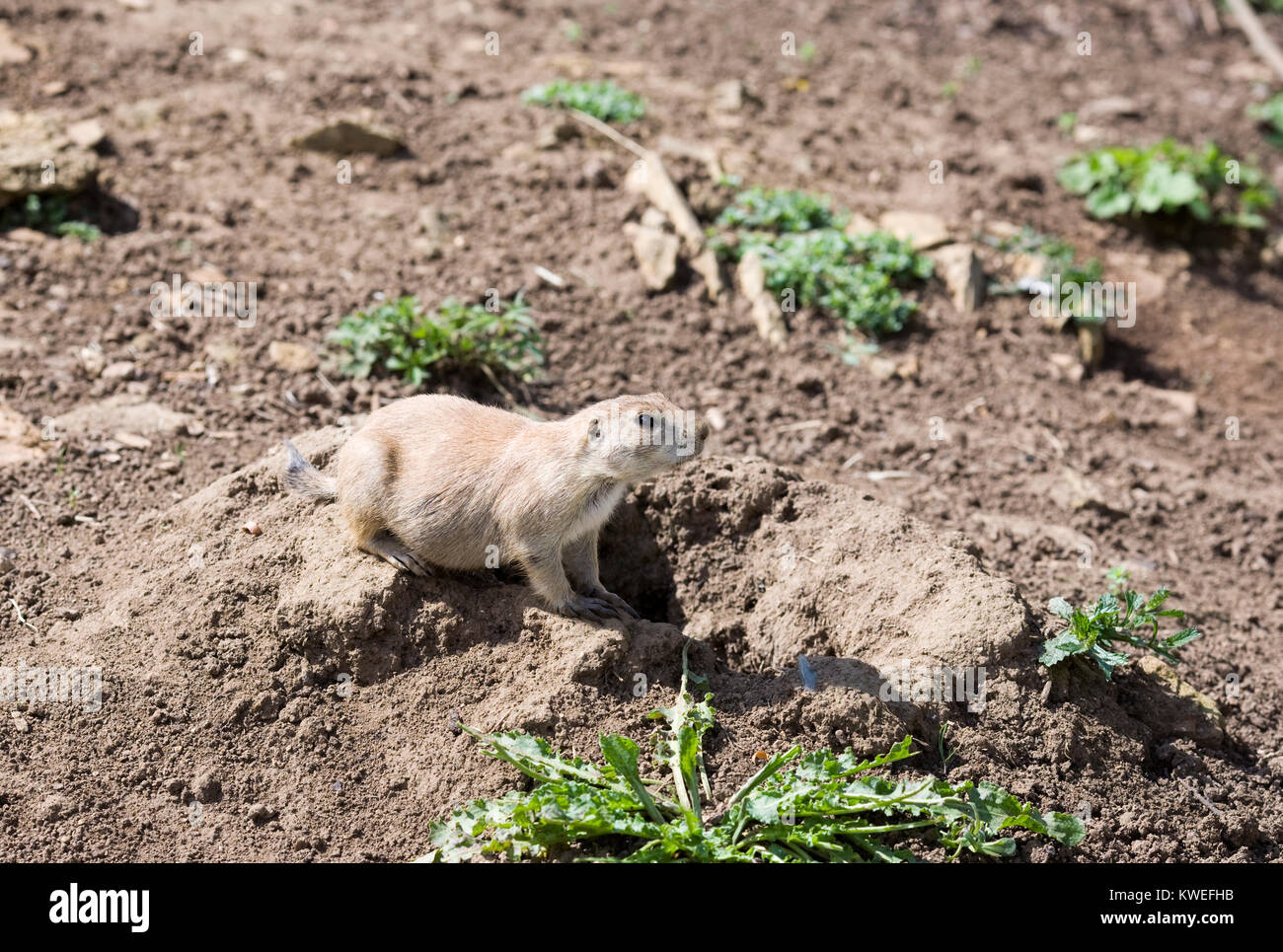 Cynomys mammals animals wildlife hi-res stock photography and images ...