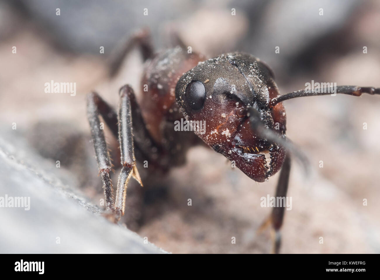 Ant species hi-res stock photography and images - Alamy