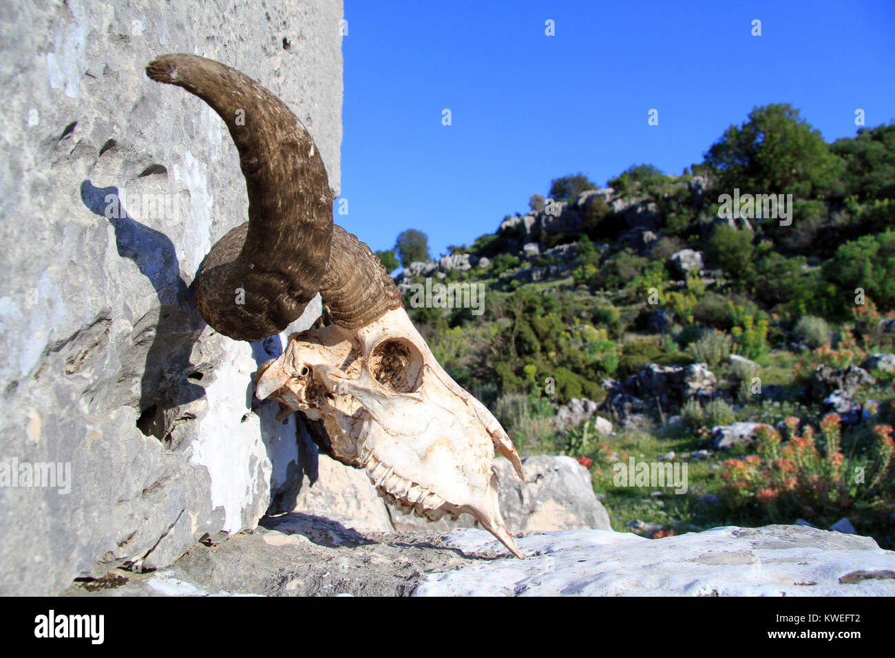 Ram skull on the stone, Turkey Stock Photo - Alamy