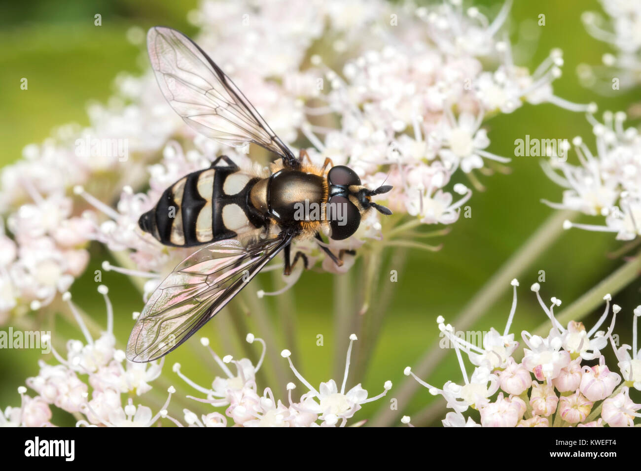 Didea fasciata hi-res stock photography and images - Alamy
