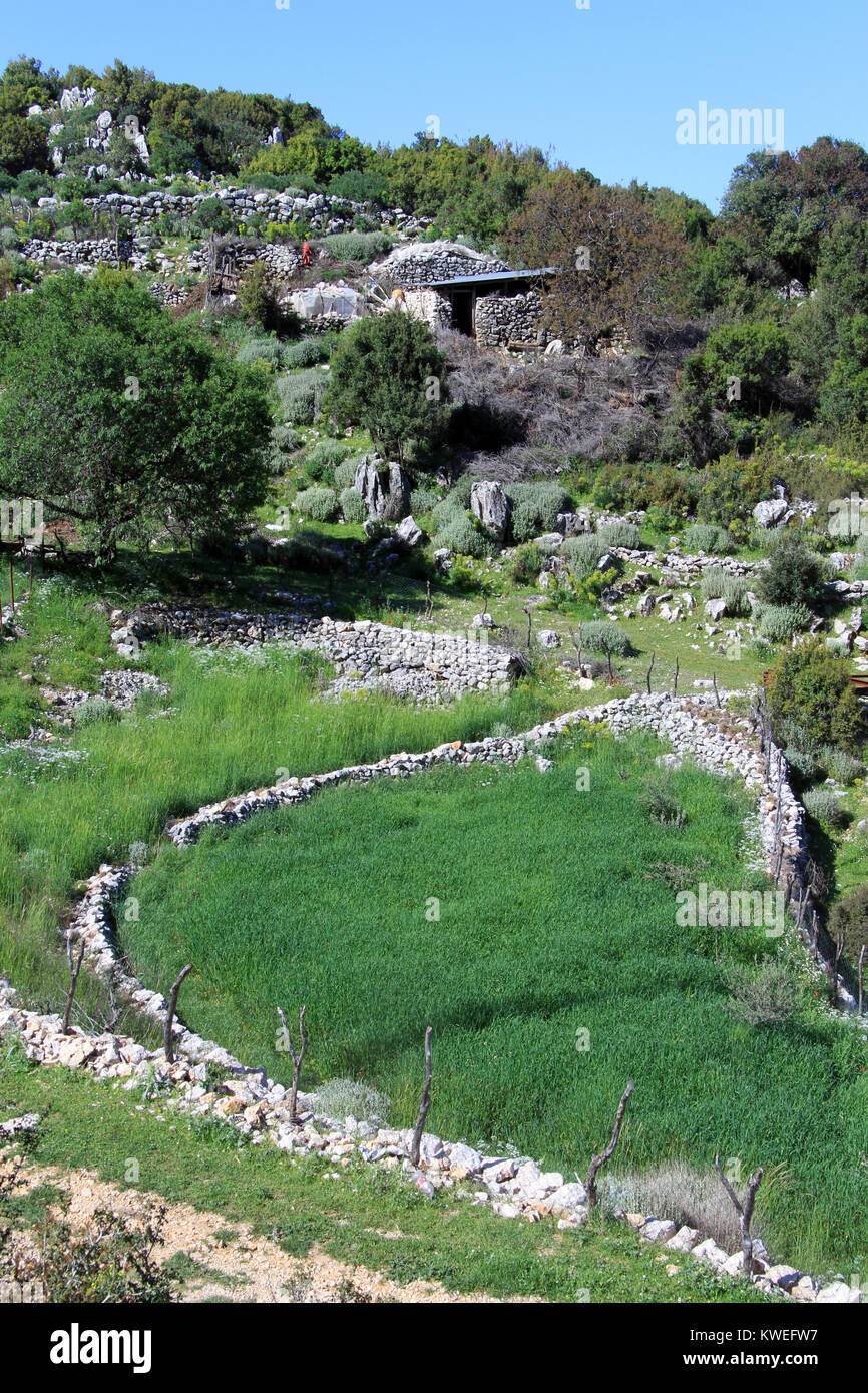 Green farm field in Turkey Stock Photo - Alamy